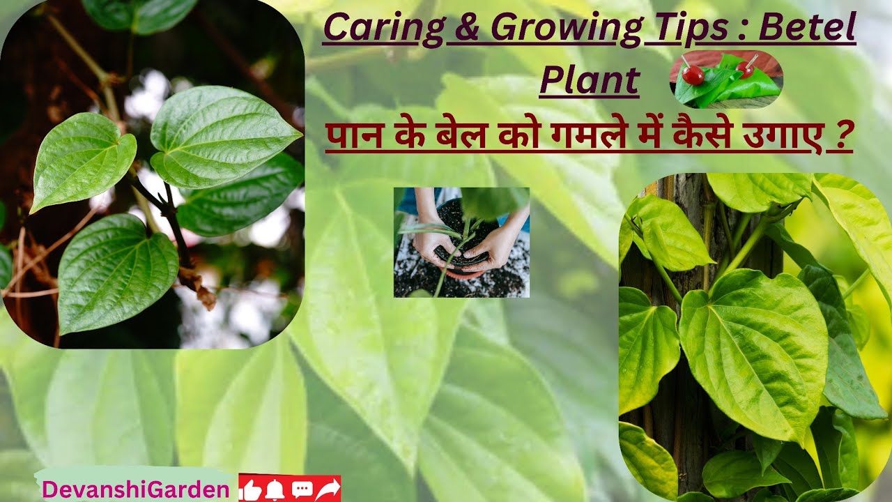 पान की बेल को पौट में अब और कैसे लगाएं \धार्मिक और औषधीय गुण वाला पौधा ...