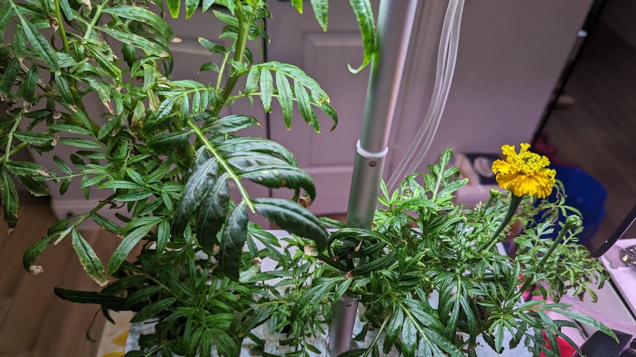 How I propagate marigold in the hydroponics system. - YouTube