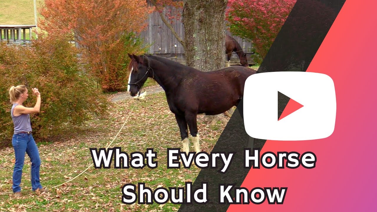 What Every Horse Should Know - YouTube