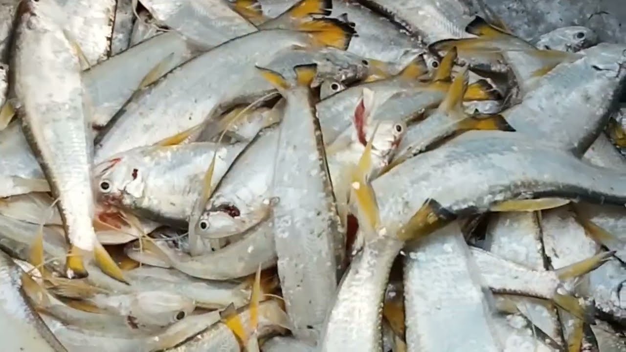 KOLAGHAT NODIR MACH - YouTube