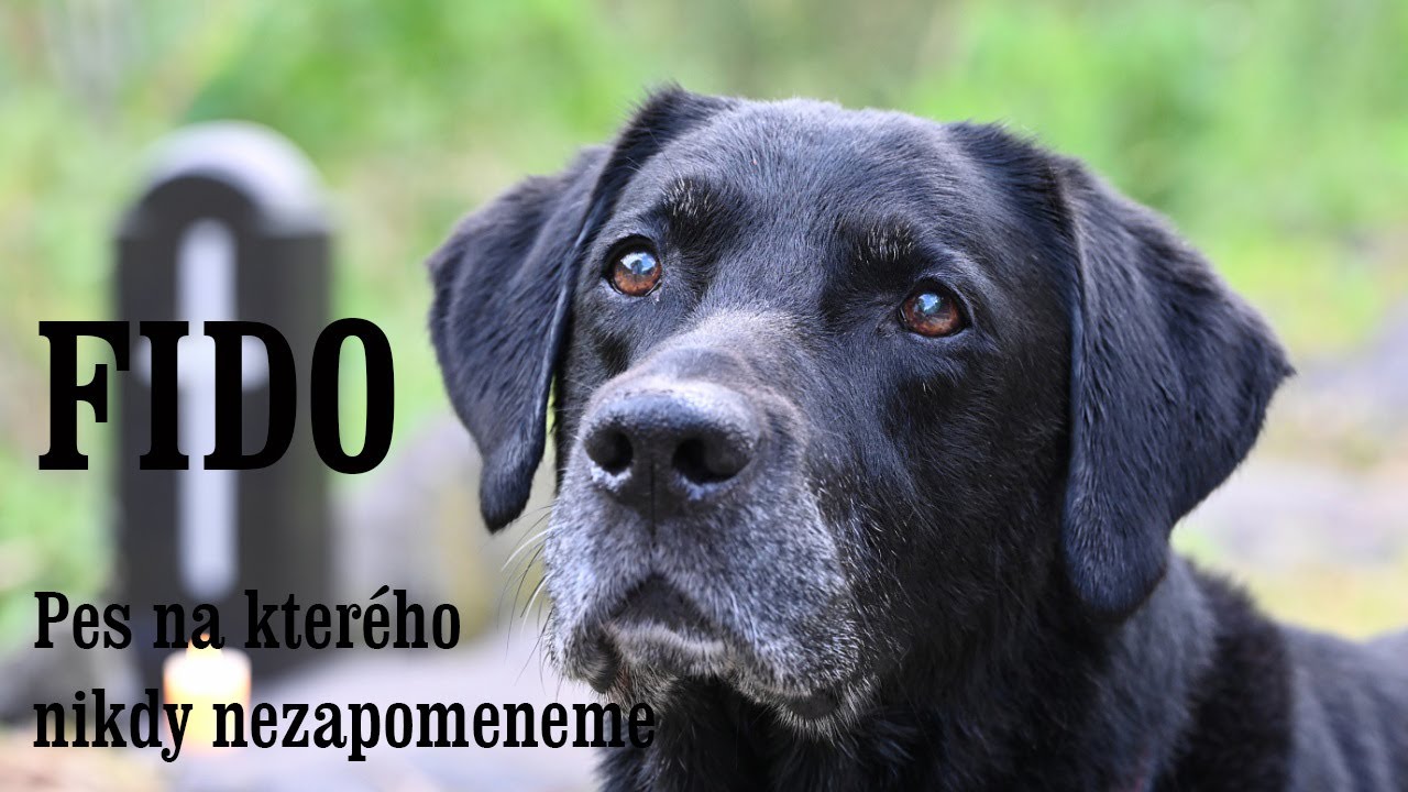 Fido – a dog we will never forget - YouTube