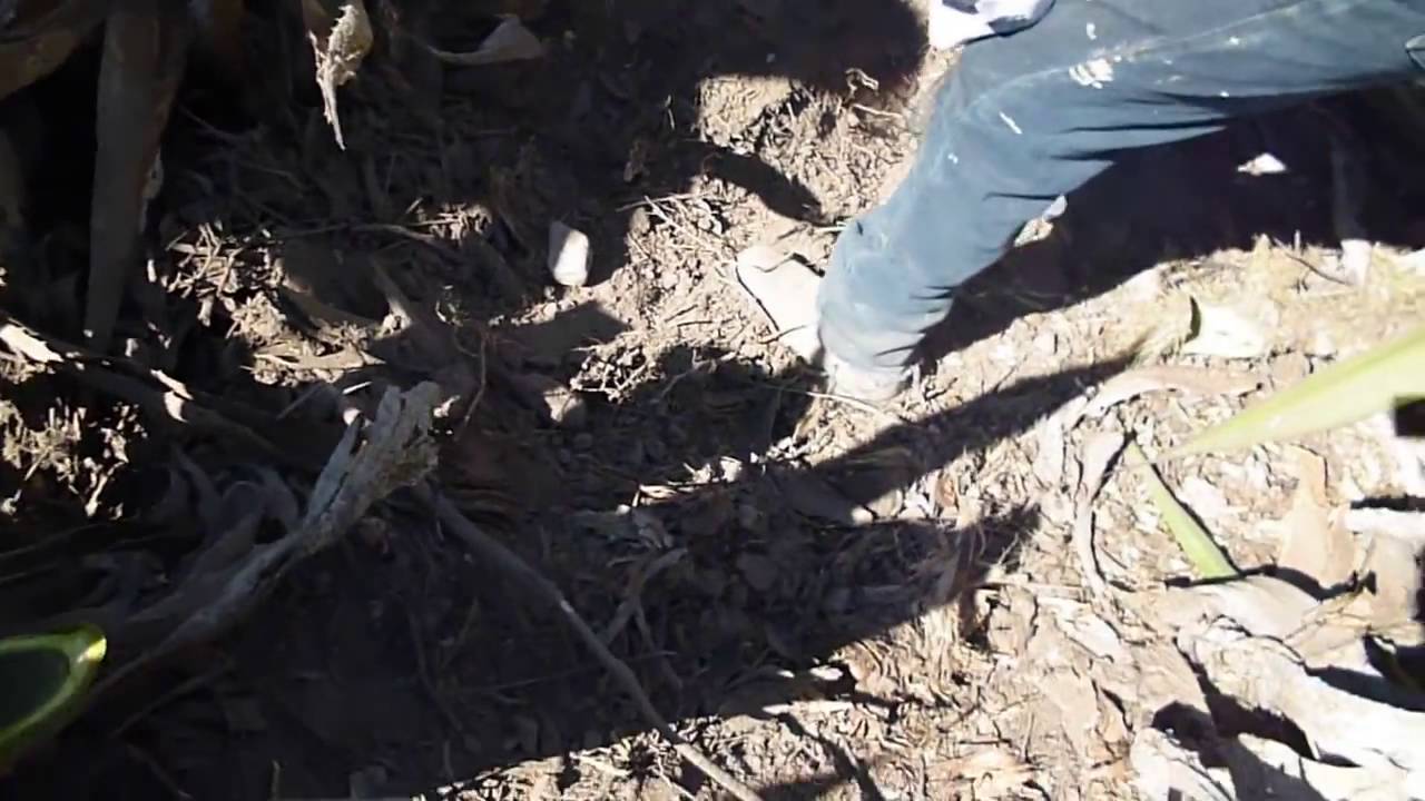 ratas de monte - YouTube