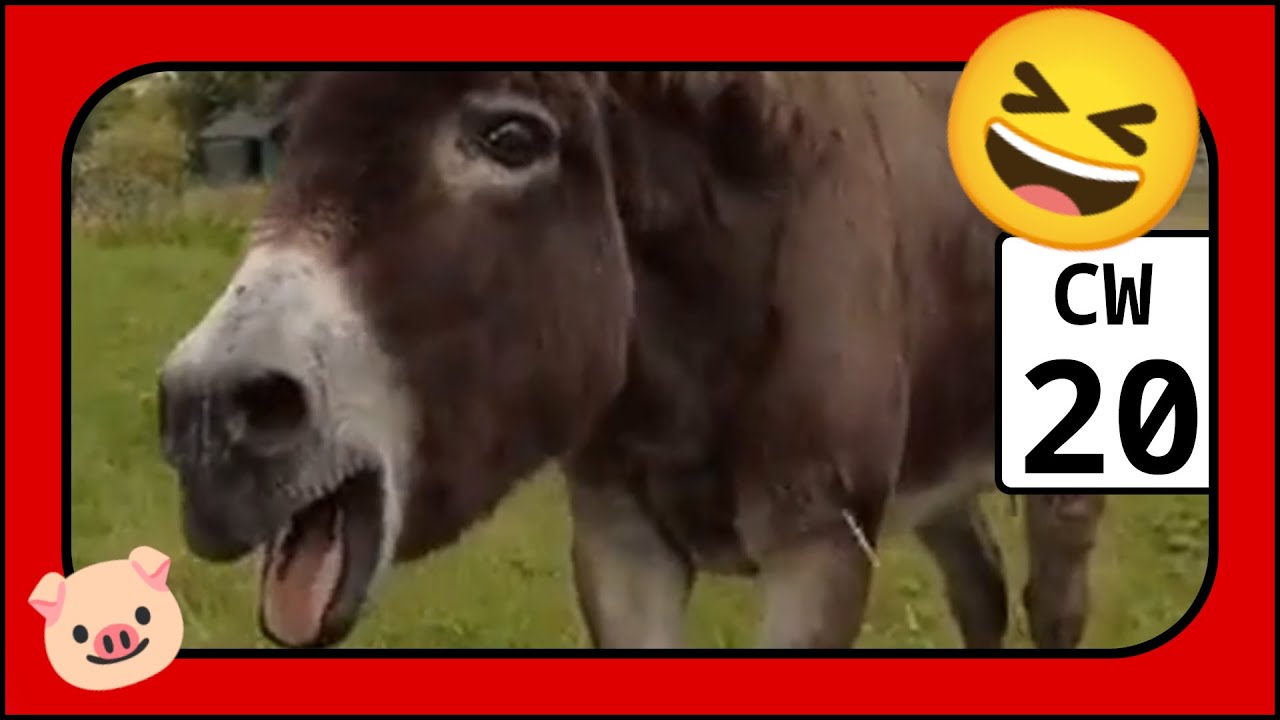 Alt-Animal Friday - CW20 - YouTube