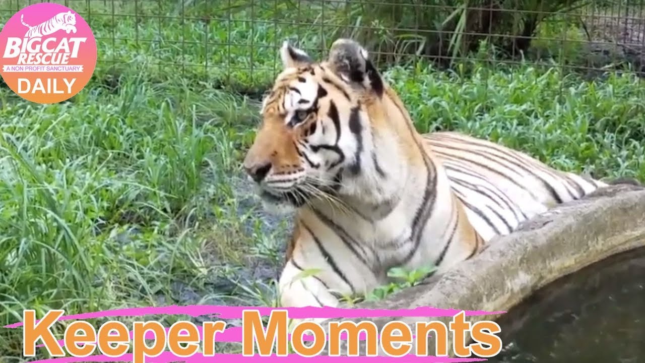 Keeper Moments Kali Tiger and Keeper Karla - YouTube