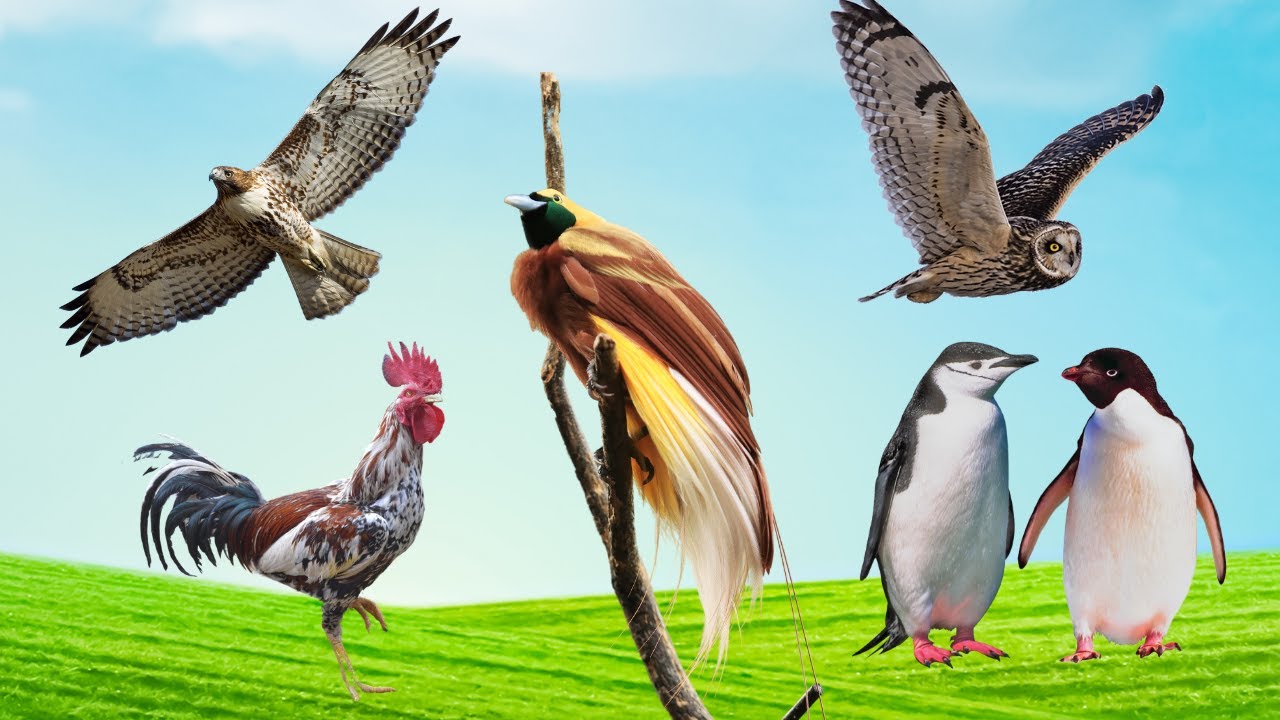 The Fascinating World of Bird Behavior: Chicken, Penguin, Hawk, Dove ...