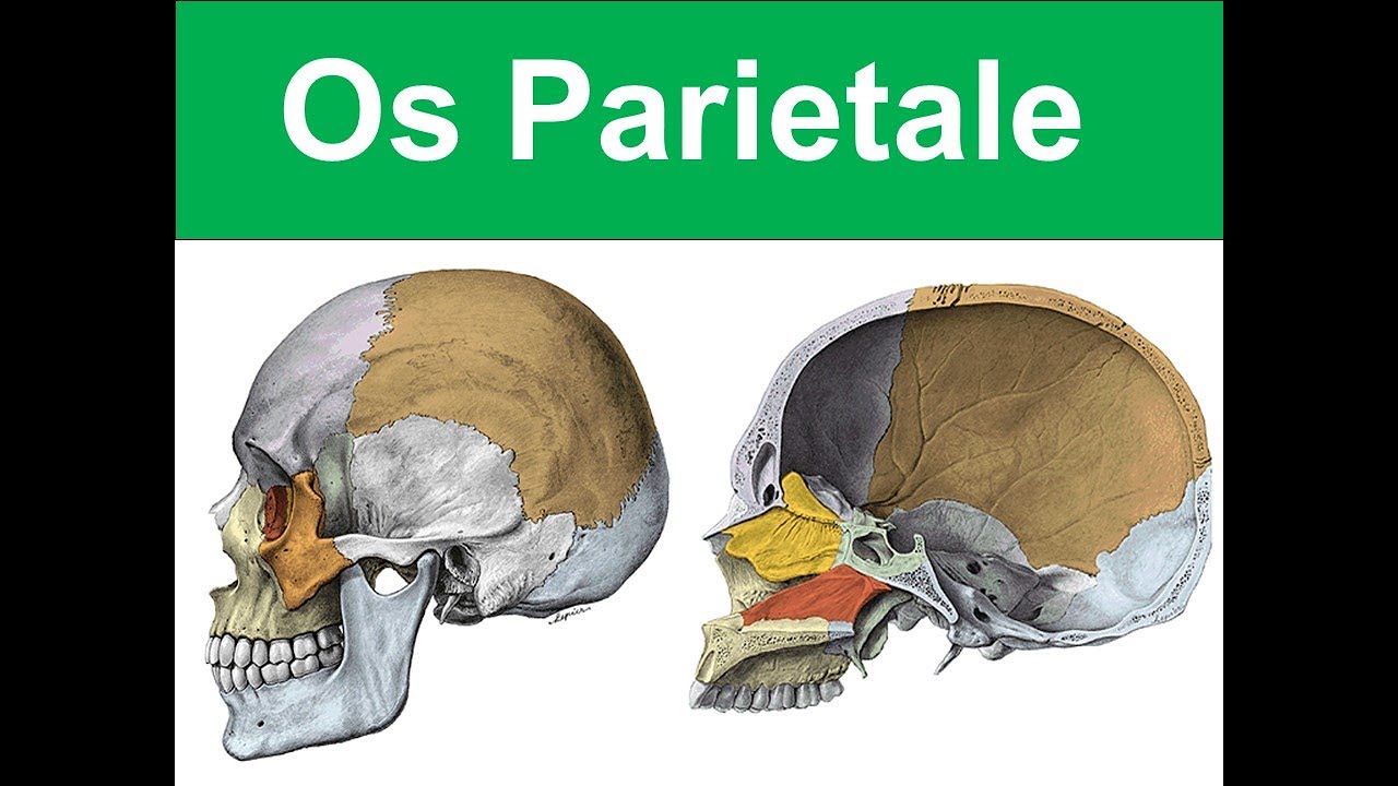 5. Os Parietale YAYDAR - YouTube