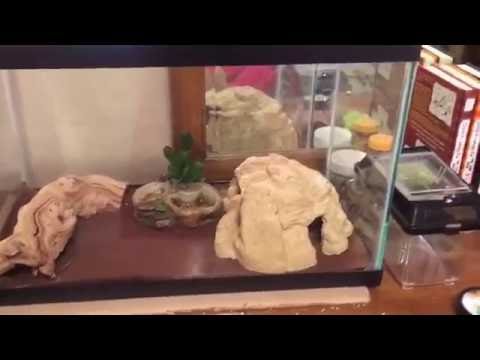 Leopard Gecko 10 Gallon Setup UPDATED VERSION - YouTube
