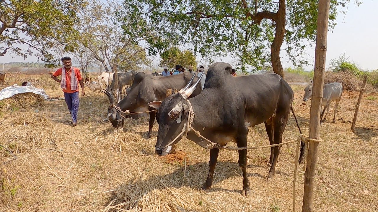 Stud bulls of Hori Basavanna - YouTube