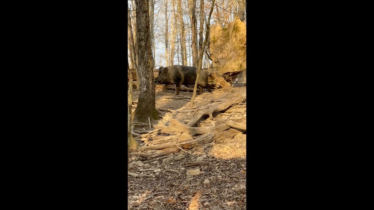 Big Hog Hunting at Spartan Hunting Preserve #shorts - YouTube