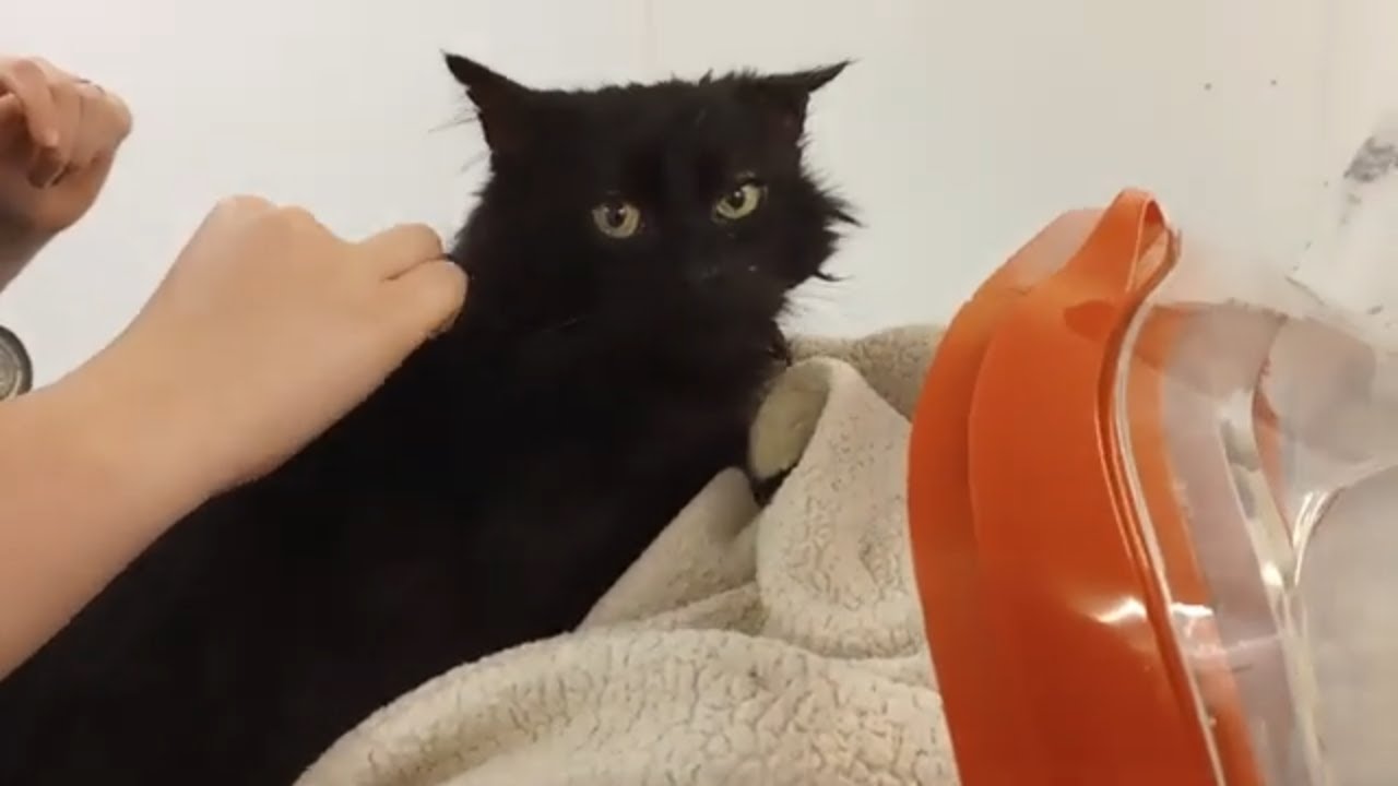 Injured stray cat at the vets - Keep your fingers crossed for a speedy ...