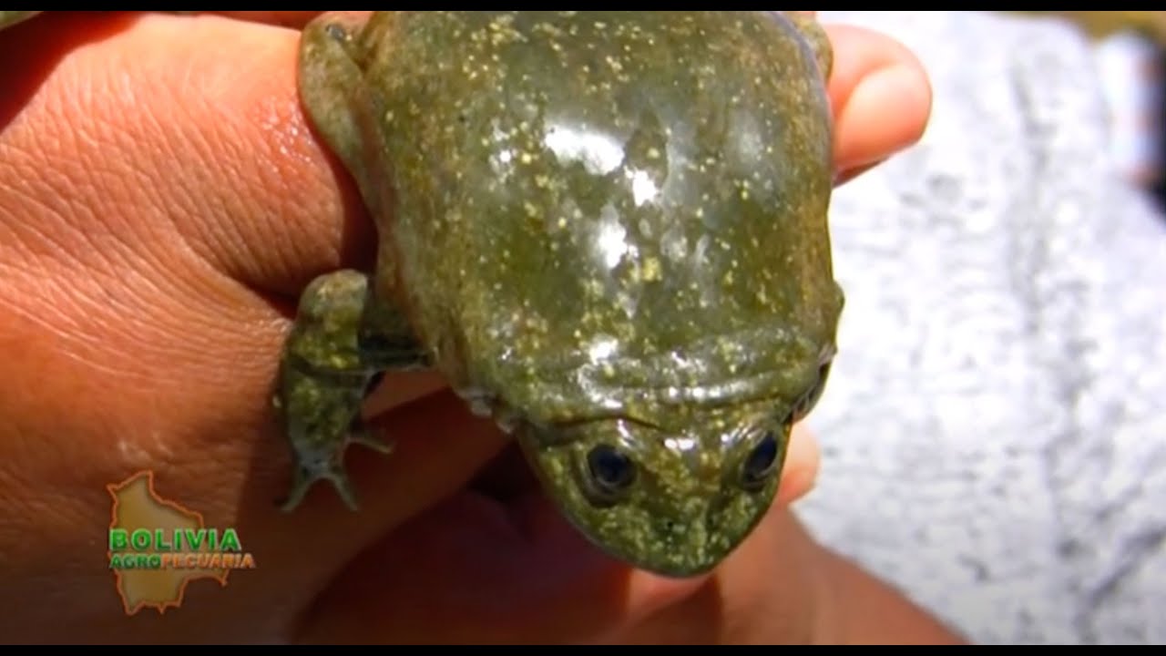 Paraísos turísticos de Sorata. Ancas de rana, caverna con lago interno ...