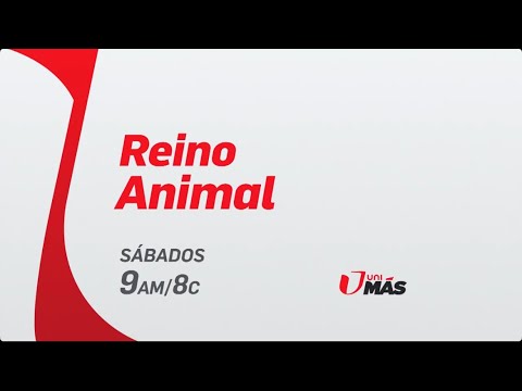 Reino Animal (15sec) Promo on UniMas - 2015-2018 - YouTube
