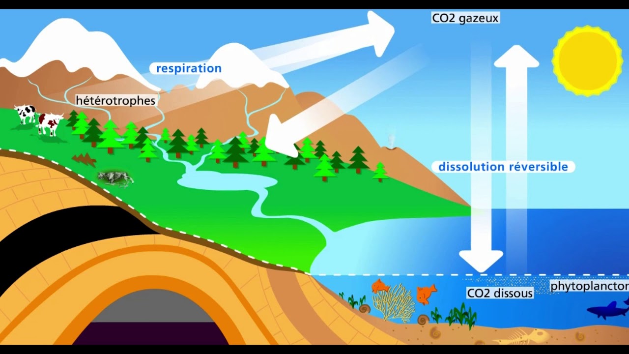 Écologie : Cycles Biogéochimiques ( Cycle de Carbone) بالدارجة - YouTube