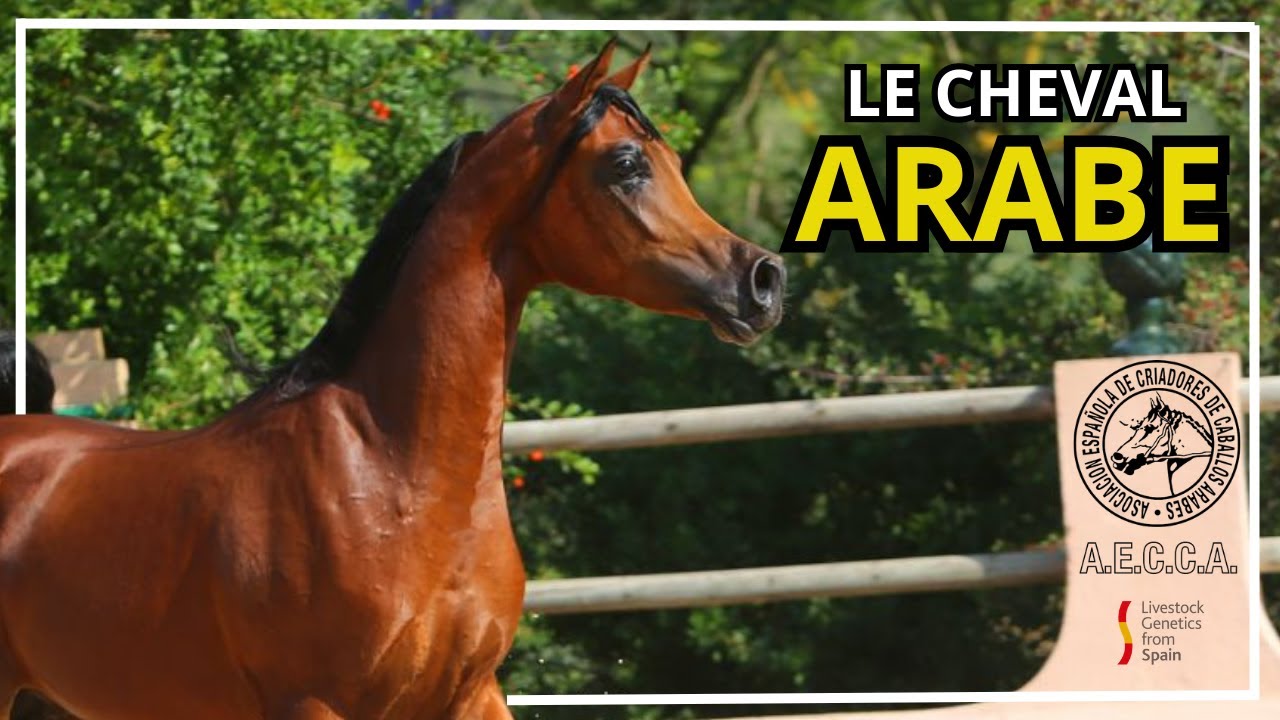 TOUT sur le CHEVAL ARABE (Livestock Genetics From Spain - GÉNÉTIQUE DU ...