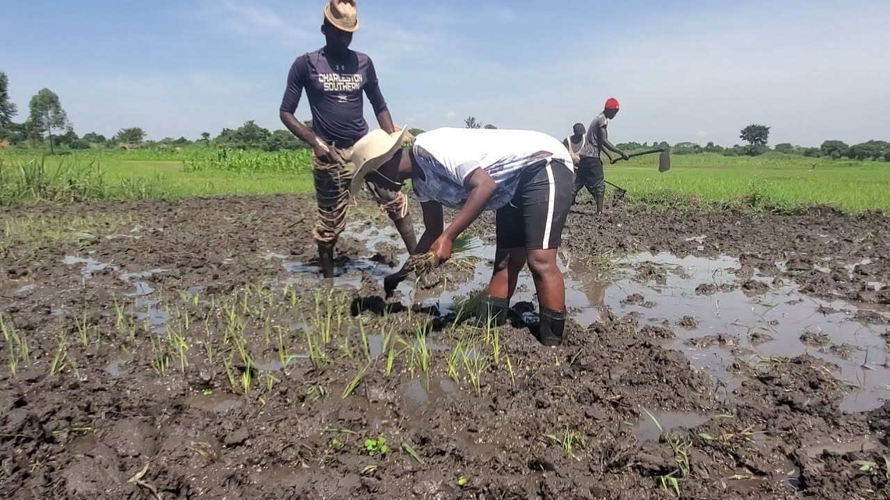 Rice Growing in Eastern Uganda // Village Life - YouTube