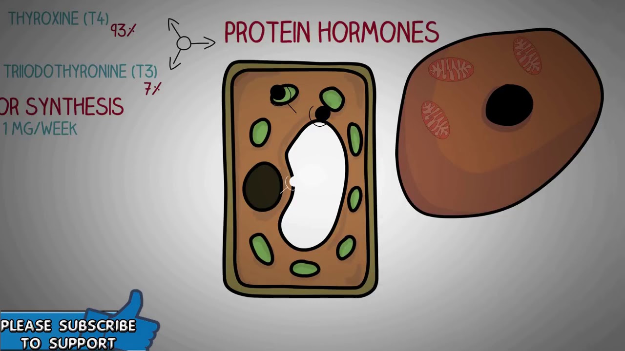 Endocrine System Made simple Human Endocrinology Overview1 - YouTube