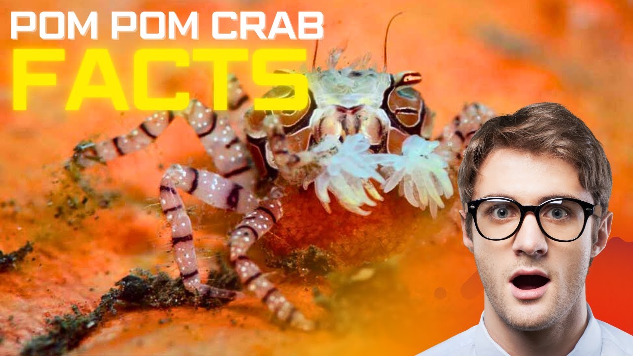 Top Pom Pom Crab Fish Facts You Need to Know | Fish Facts - YouTube