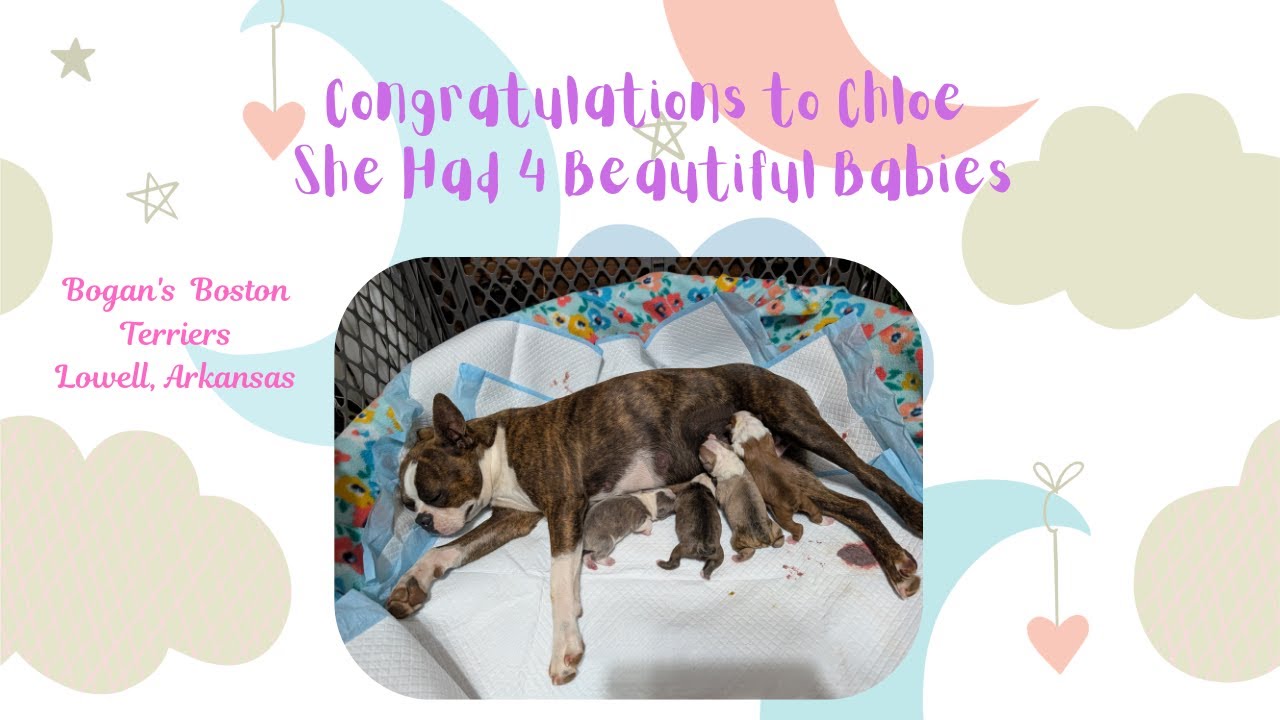 Special Announcement 🎉 🎉 Chloe our Boston Terrier Has Been Busy Today ...