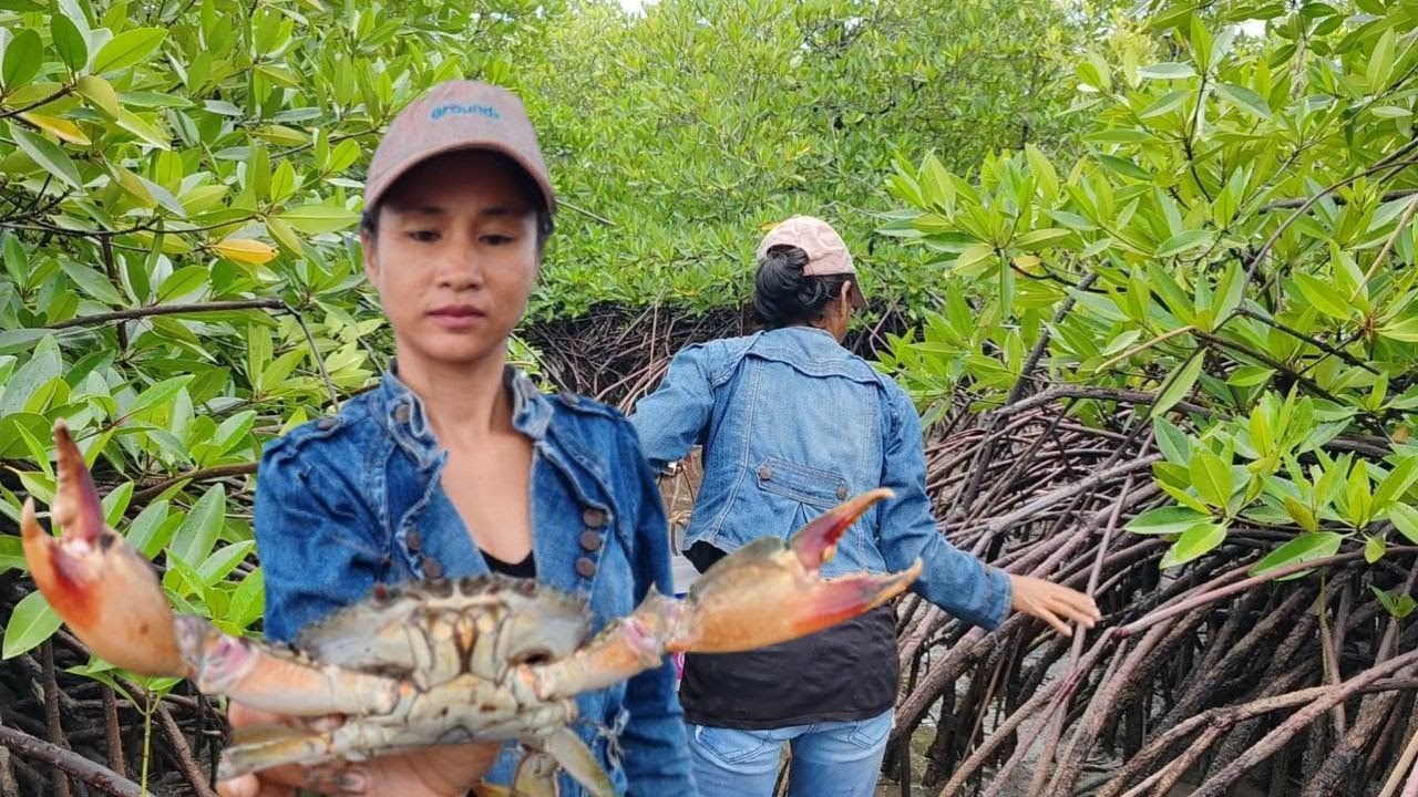 Good fishing - Catch mud crabs in the mangrove forest when the water ...