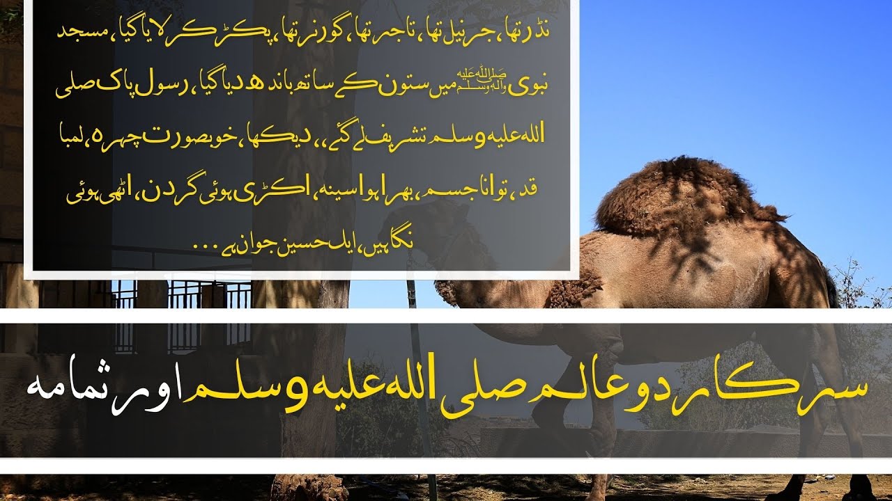 The Greatness of Prophet Muhammad (PBUH) The Inspiring Story of Thamama ...