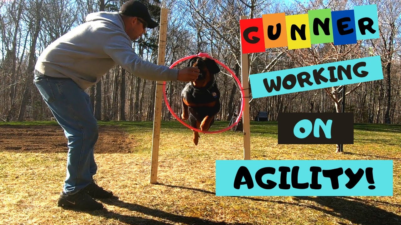 ROTTWEILER Working On Some Simple AGILITY SKILLS! - YouTube