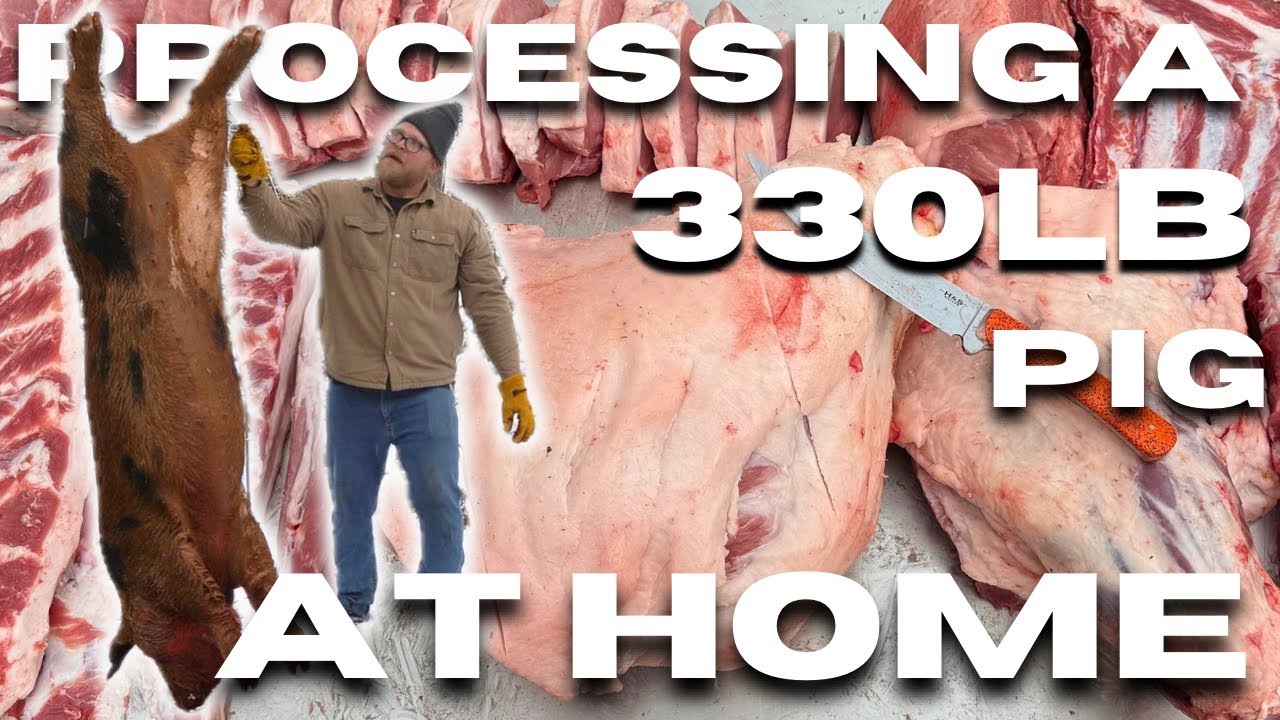 How to process a PIG | Step by Step Homestead Butchering - YouTube