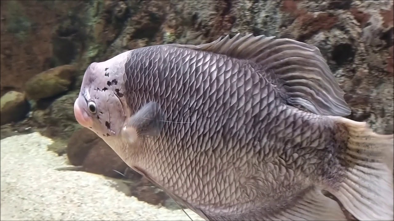 Curiosidades del Gurami Gigante - YouTube