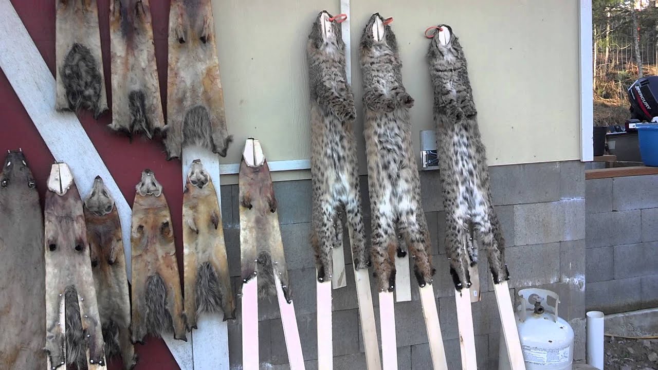 Oregon trapping 2012/2013 part 7, fur shed wrap up and a few thank-yous ...