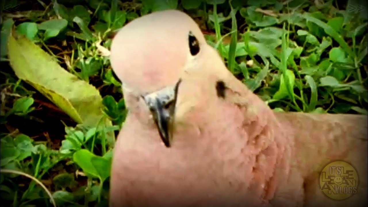 DRAMATIC BIRD !! - YouTube