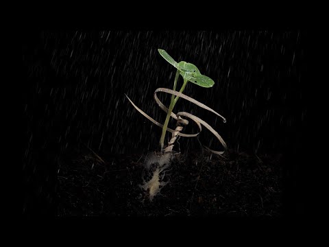 Engineered Magic: Wooden Seed Carriers Mimic the Behavior of Self ...