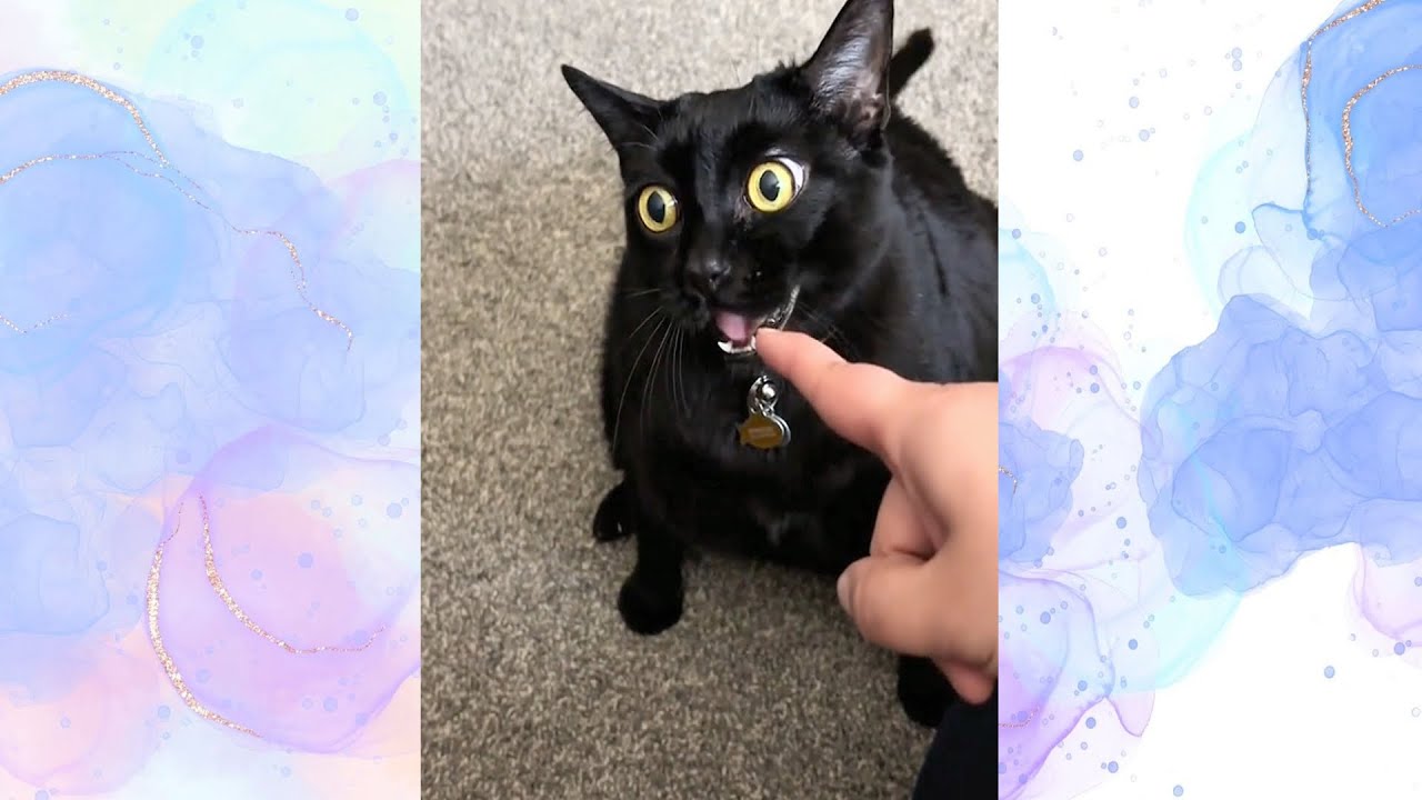 CUTE PET MEMES - Funny Pets Compilation #029 - YouTube