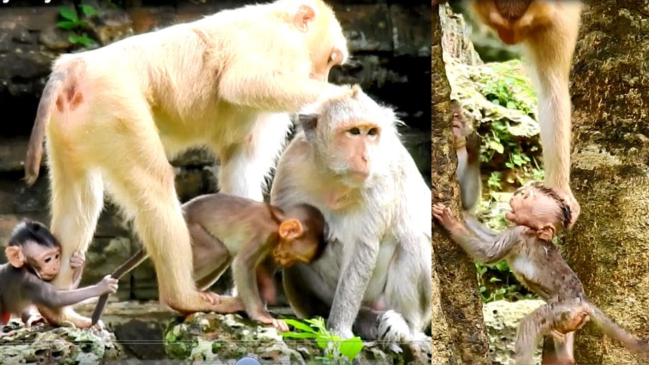 OMG! Terrifying Crying, REX Nearly Falling, REX Crying For Mom Help ...