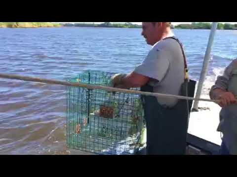 Very efficient way to pick up crabs - YouTube