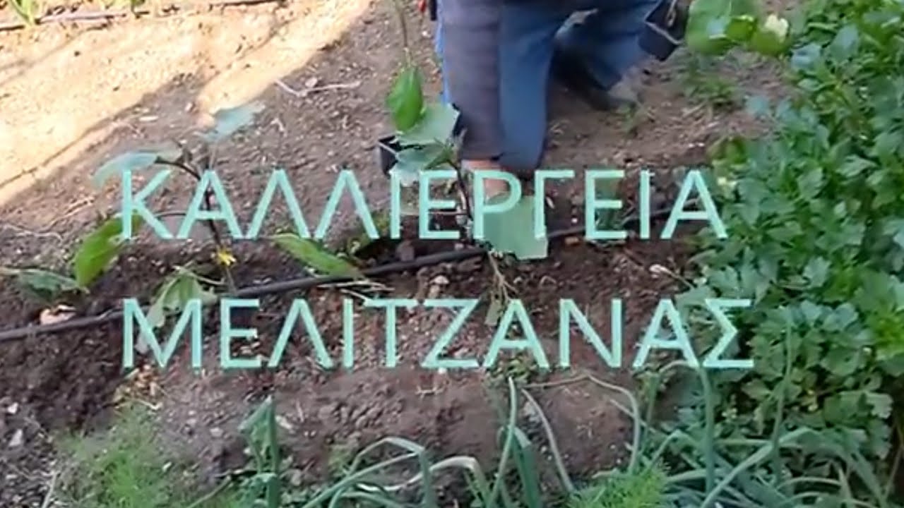 Καλλιέργεια μελιτζάνας - YouTube