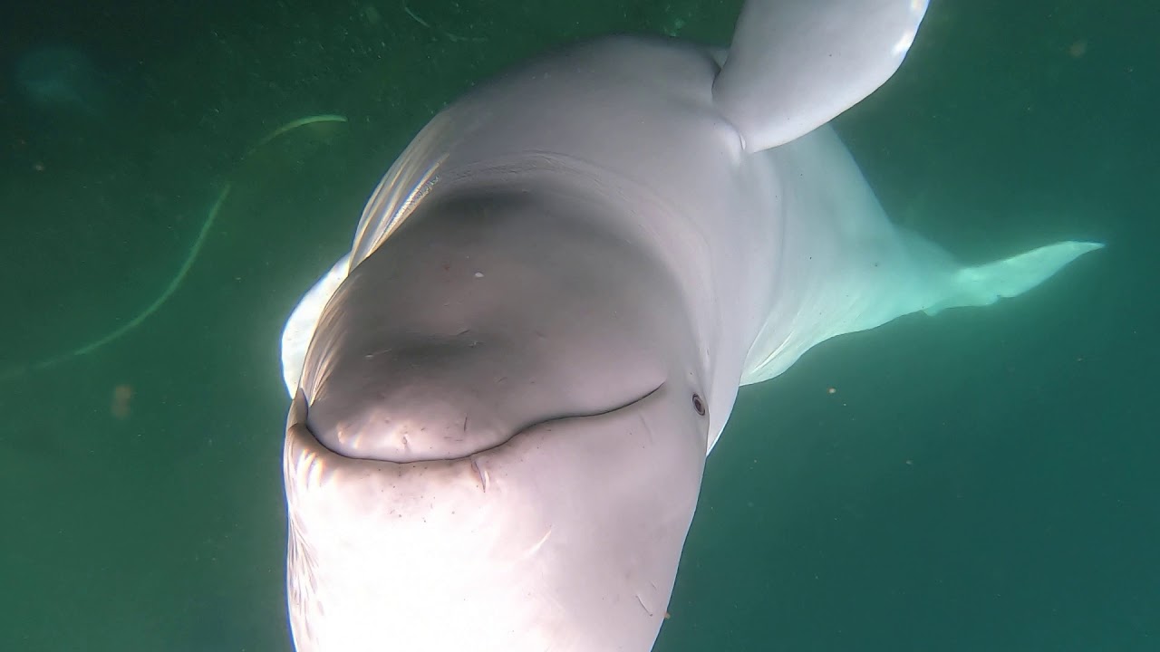 Hvaldimir steal my gopro! and return it! shibbytraveler.com - YouTube