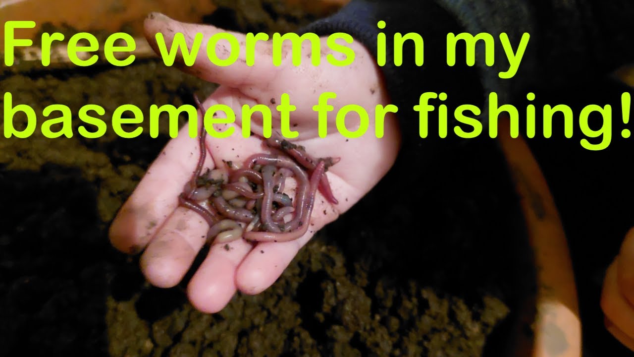 Growing worms for fishing in my basement - YouTube