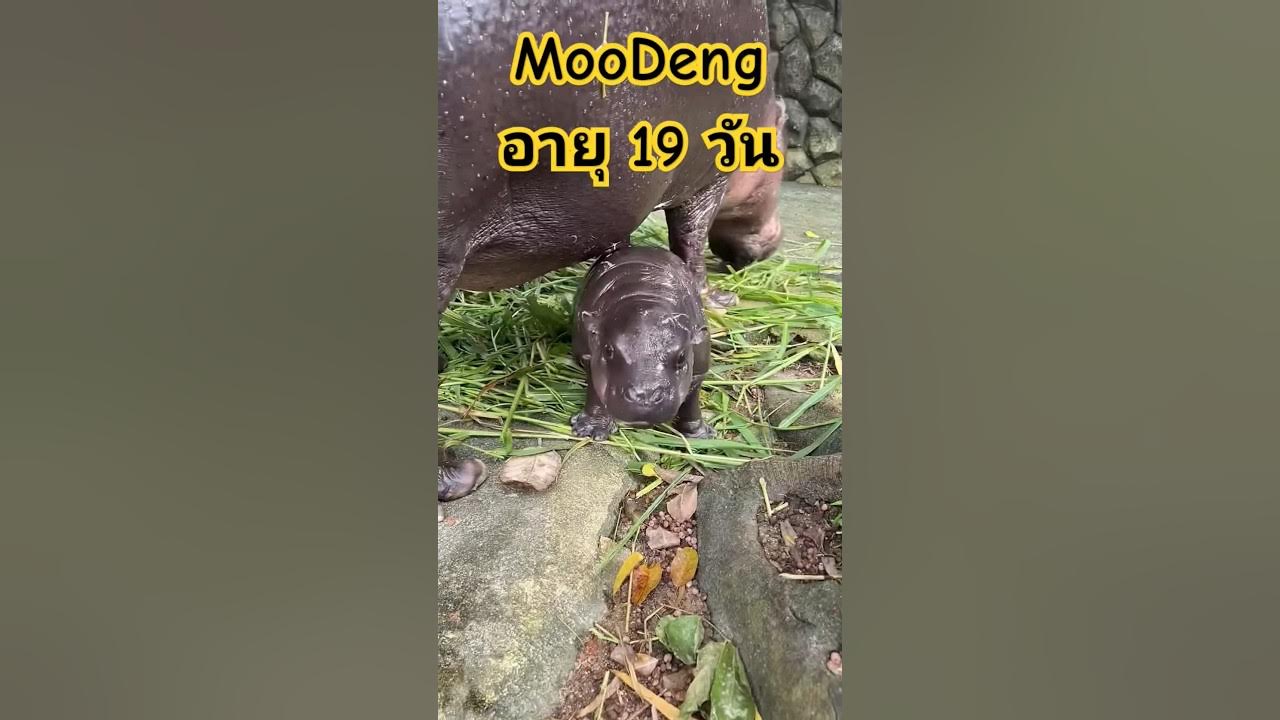 ขยันอ้าปากเน้อ..หมูเด้ง🥰 #moodeng #hippo #สวนสัตว์เปิดเขาเขียว @khamoo.andthegang - YouTube