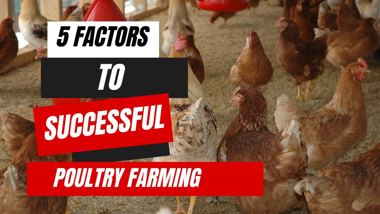 How to Start a Successful Poultry Farm – 5 Crucial Tips for Beginners ...