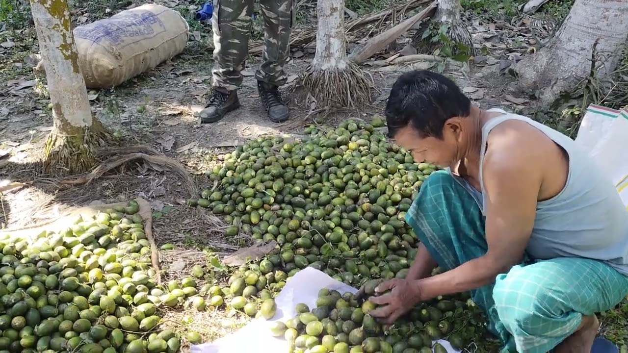 supari bagan from Assam ️ ️ - YouTube