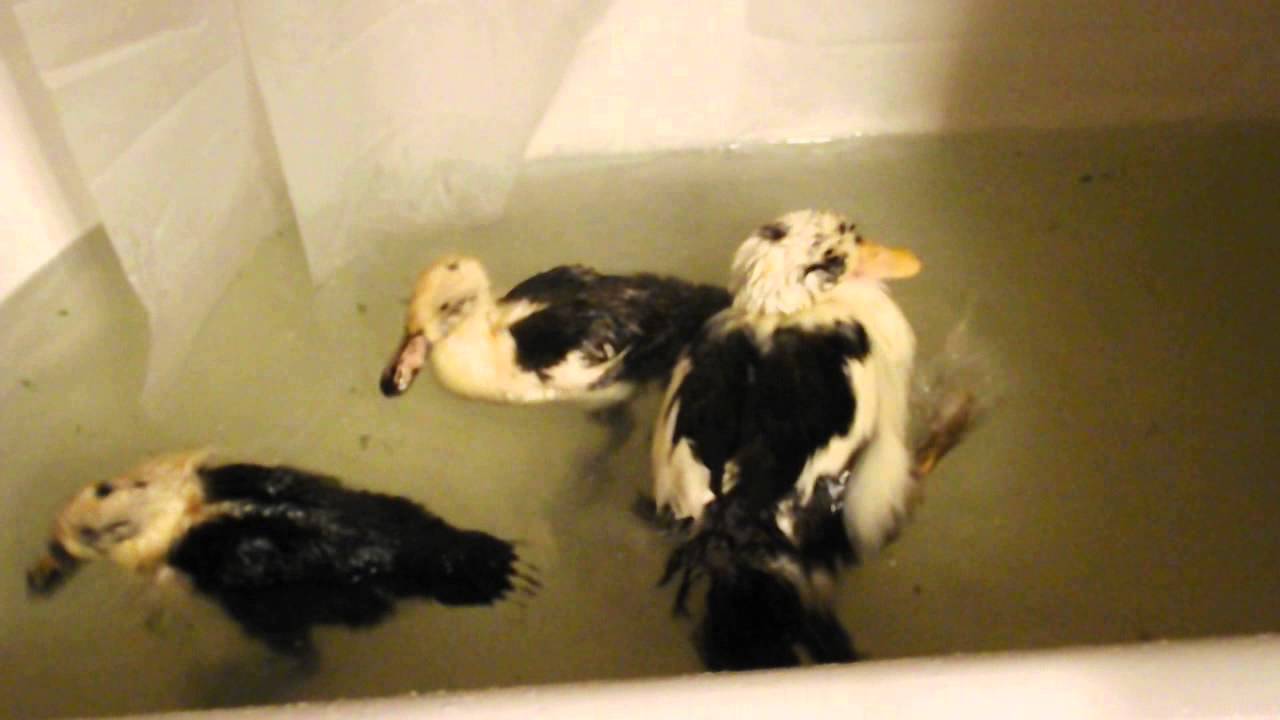 ancona ducks 4 weeks old - YouTube
