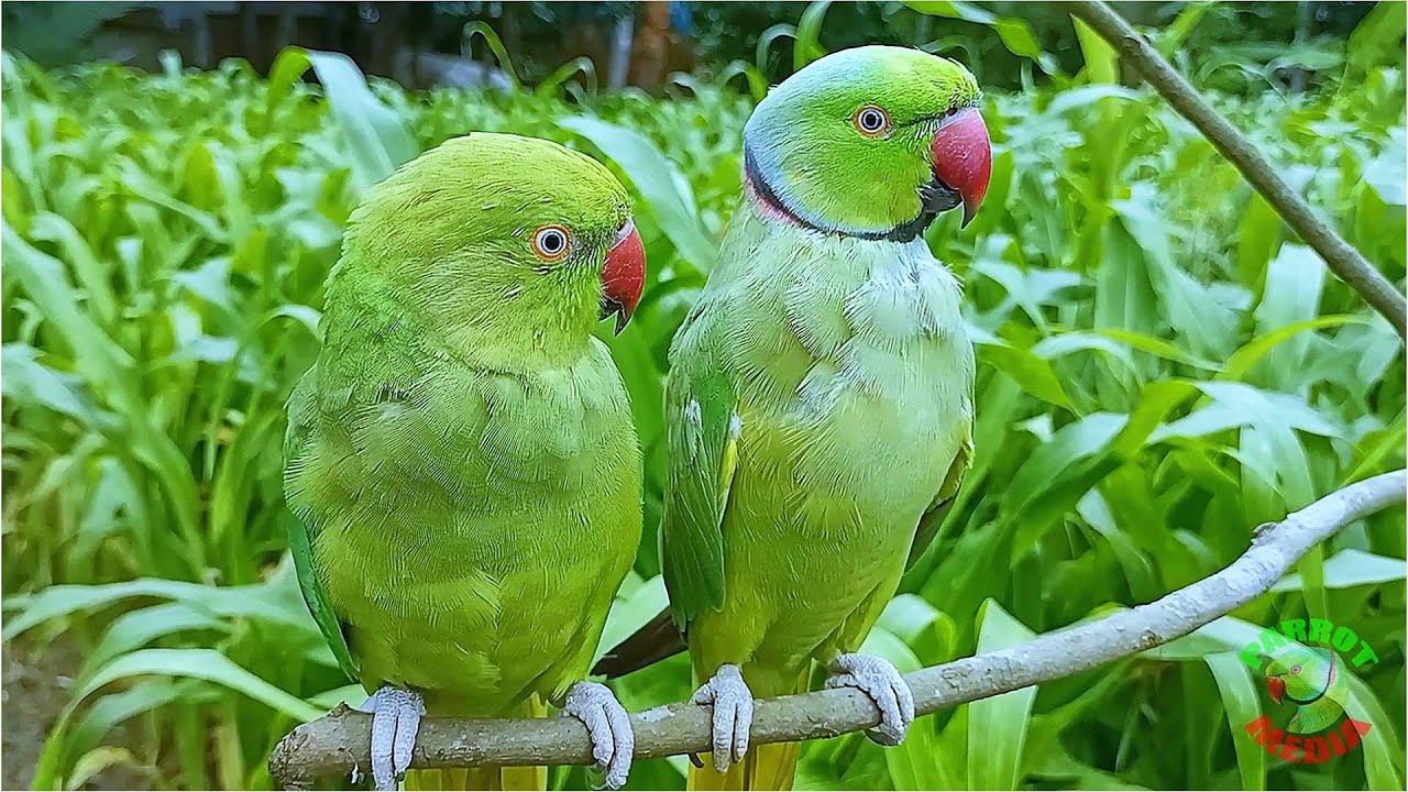 Indian Parrot Talking and Making Sounds - YouTube
