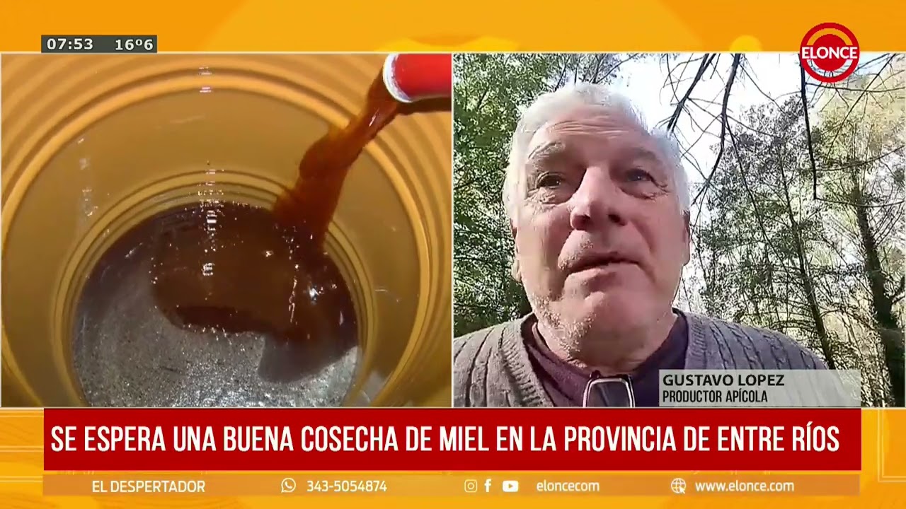 La cosecha de la miel “empezó muy bien” en Entre Ríos, dijo apicultor ...