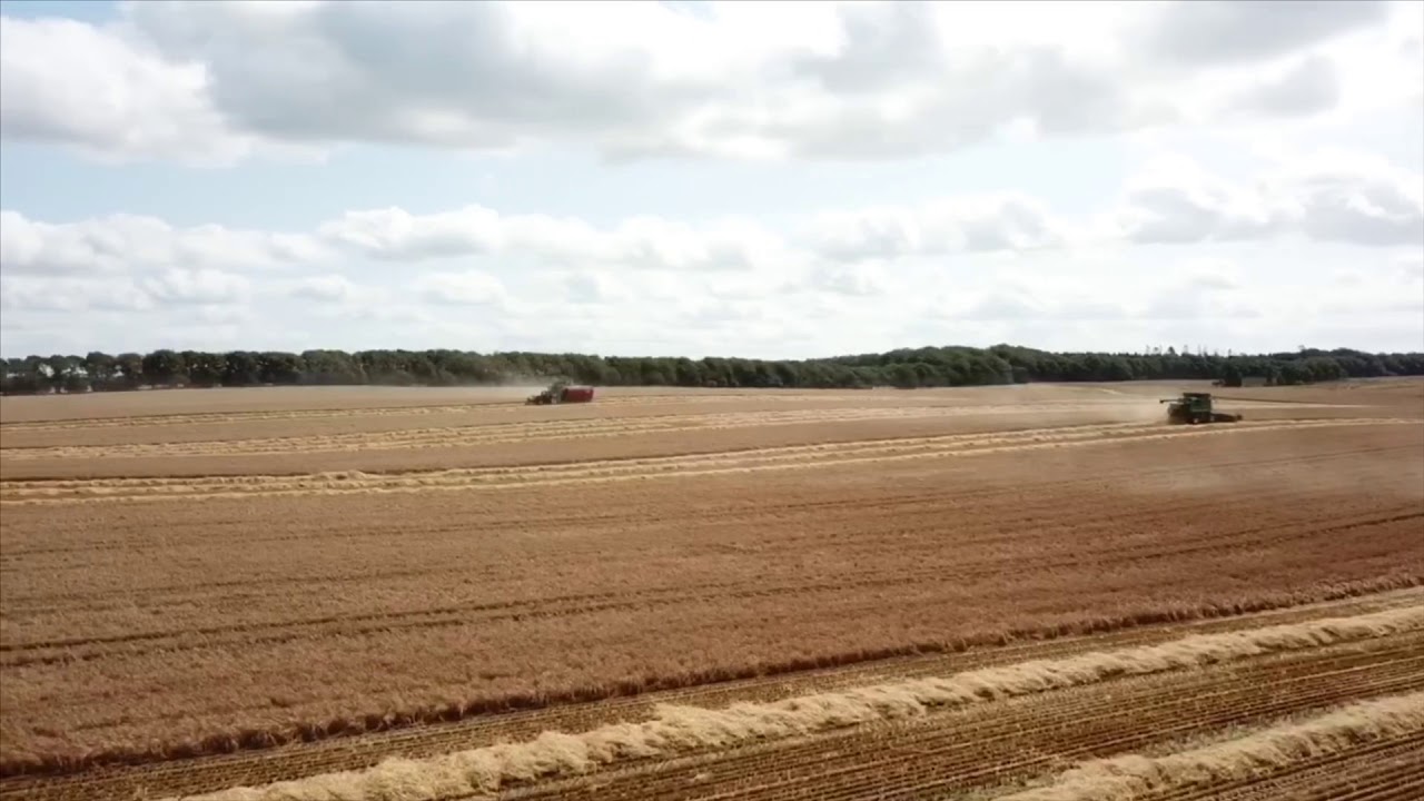 Høst 2019 DanRoots - YouTube