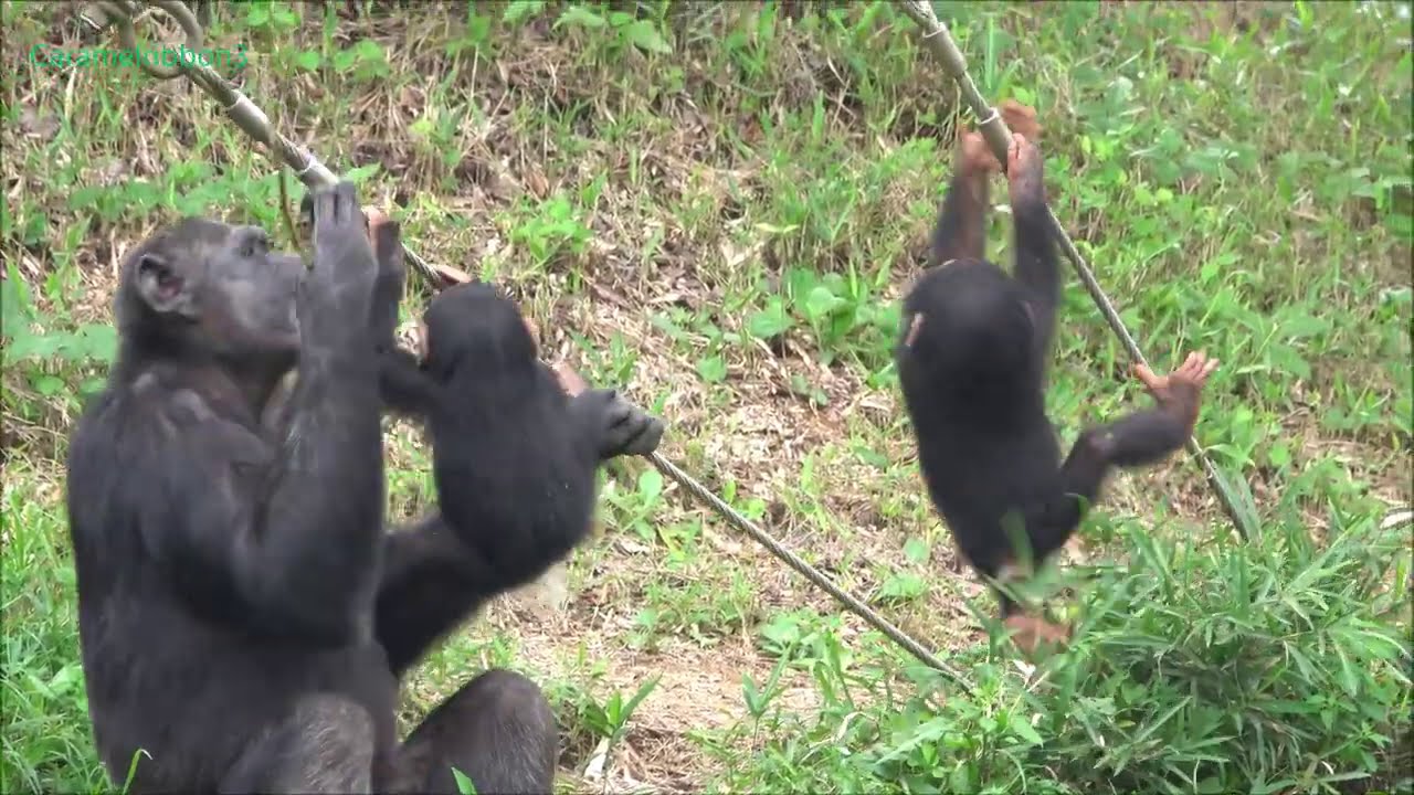 Aug 2020 Tama zoo chimps, Baby Ibuki stole cucumber from Decky - YouTube