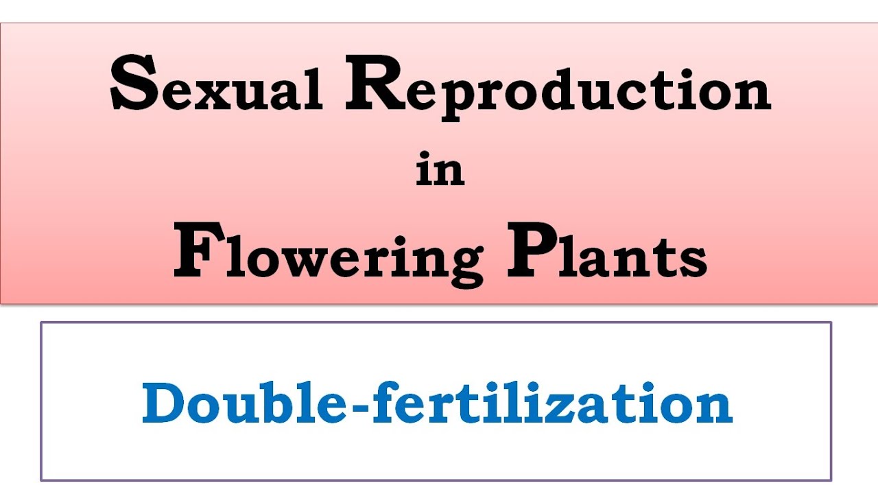 Chapter 2 Sexual Reproduction In Flowering Plants Part 6 Youtube