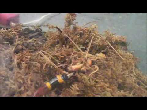 Texas Coral Snake Eating/Food - YouTube