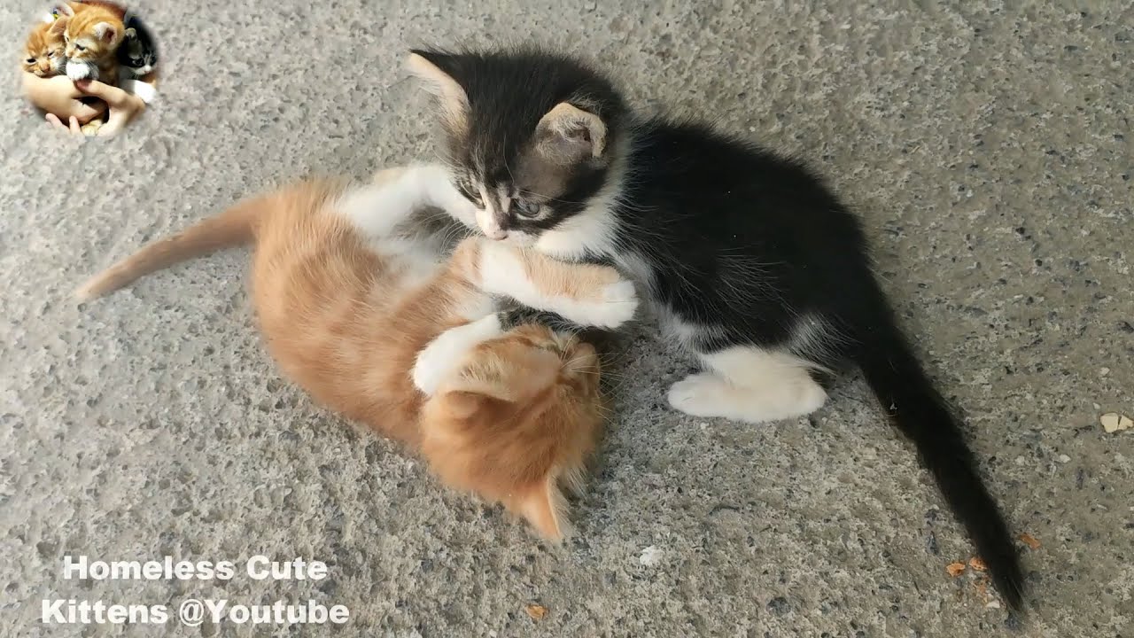 Funny Cats and Cute Kittens Cat videos Baby Cats Playing Outside Cute ...