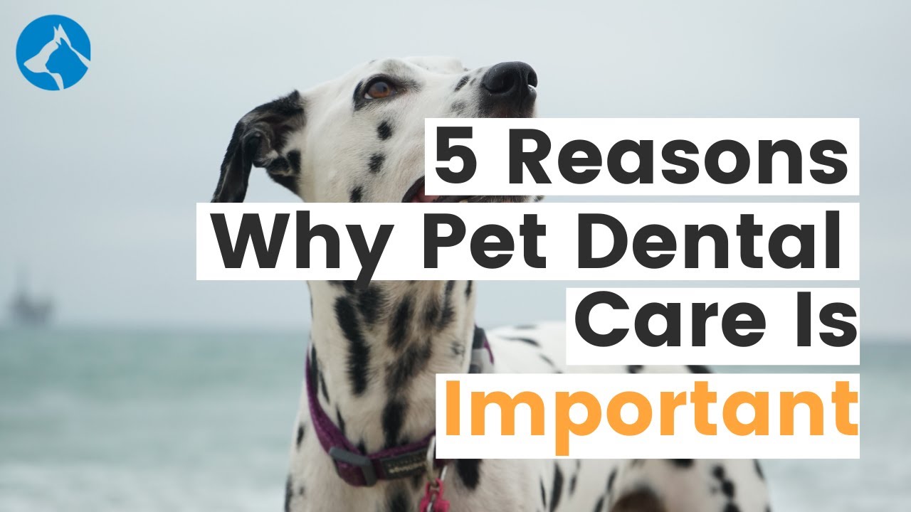 The Importance Of Pet Dental Care | Beattie Pet Hospital - YouTube