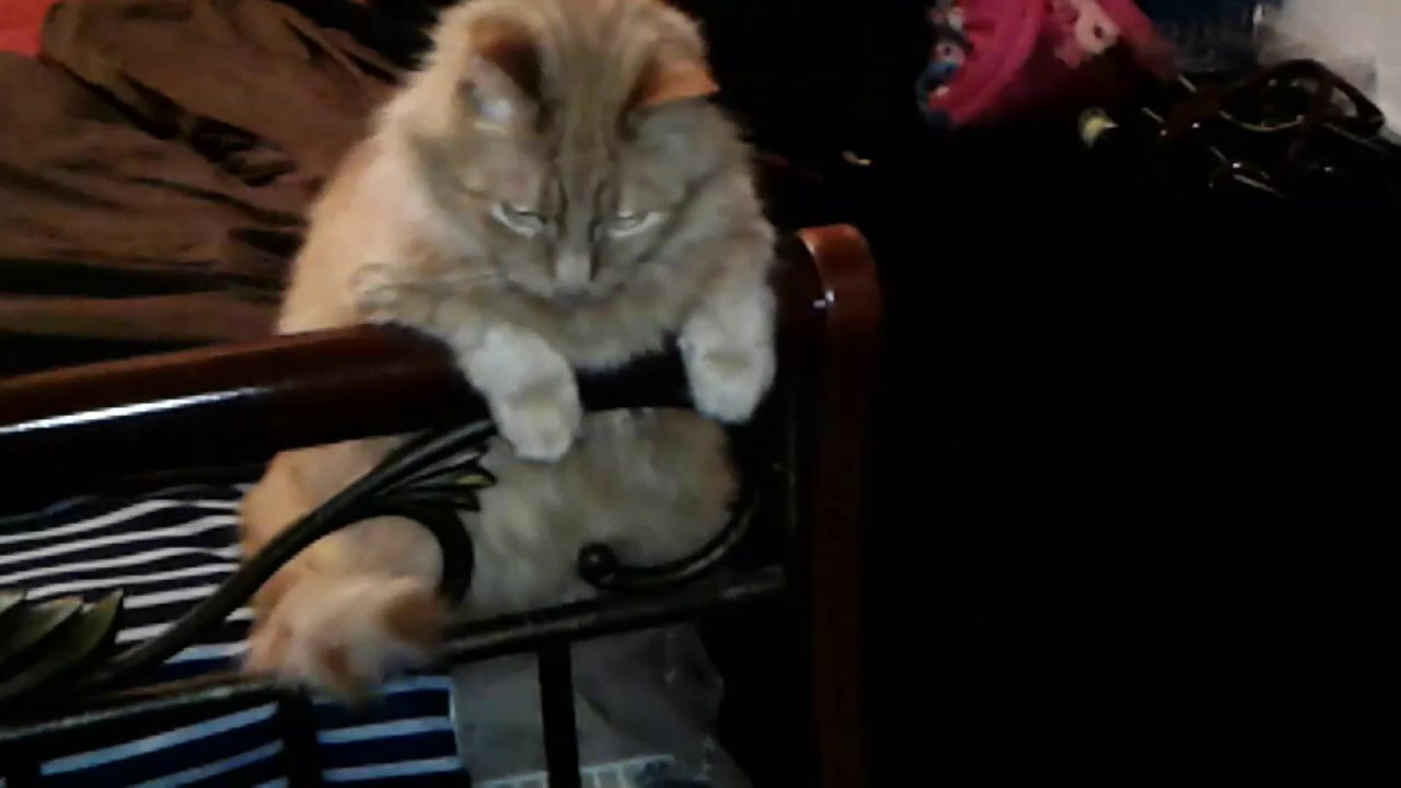 Garfield waving Hello 2017 - YouTube