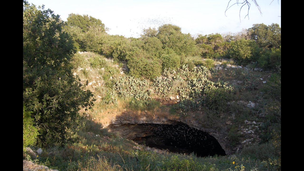 Snake vs. Bat - YouTube